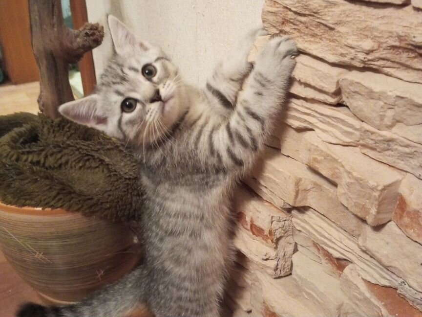 Шотландский прямоухий котик