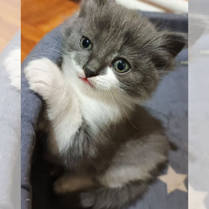 Котёнок в добрые руки