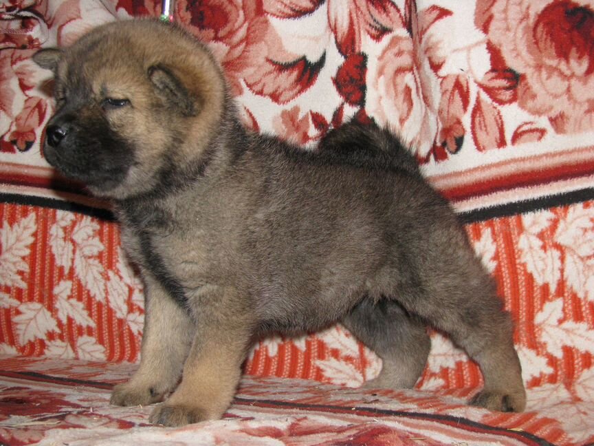 Щенок Сиба ину мальчик