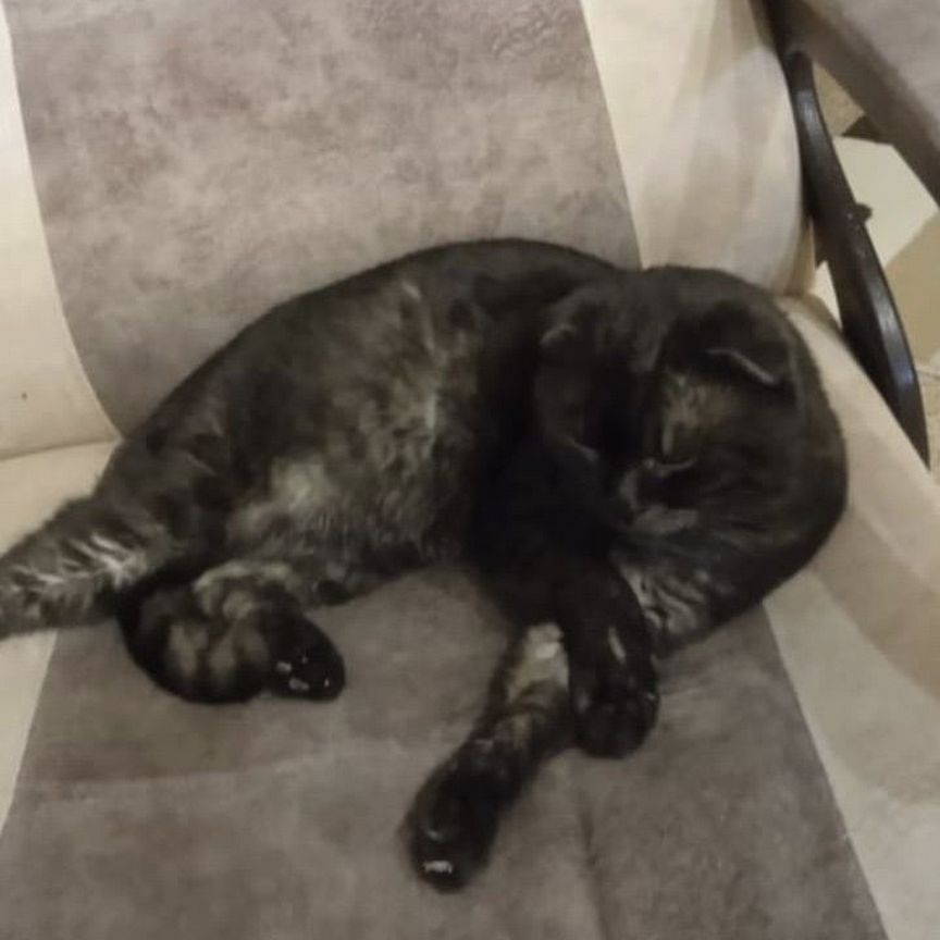 Котенок молоденький котик