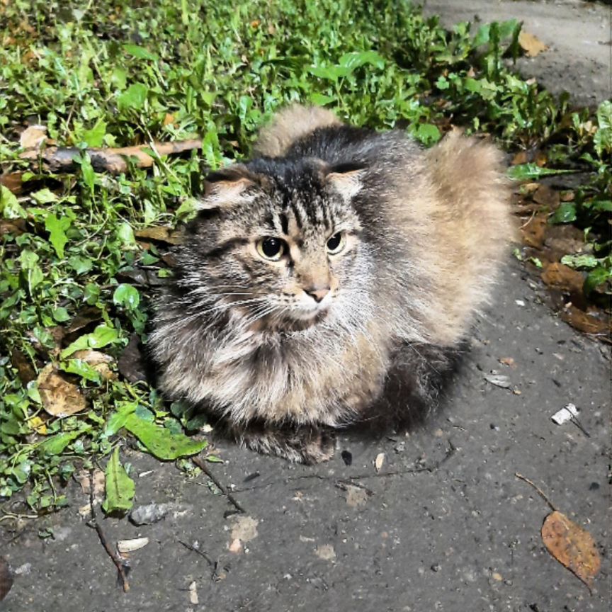Шикарный котик ищет