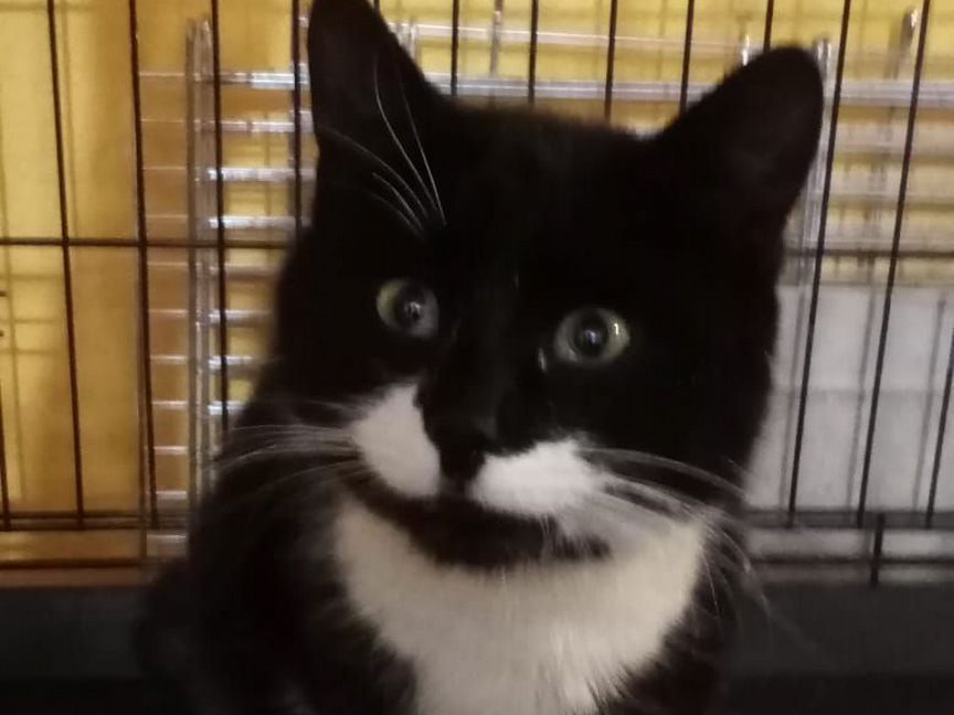 Кот Батончик уже вас любит