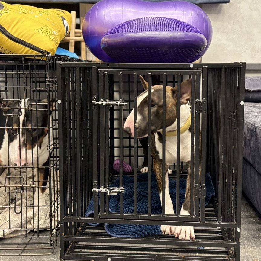 Отдам клетка для собаки