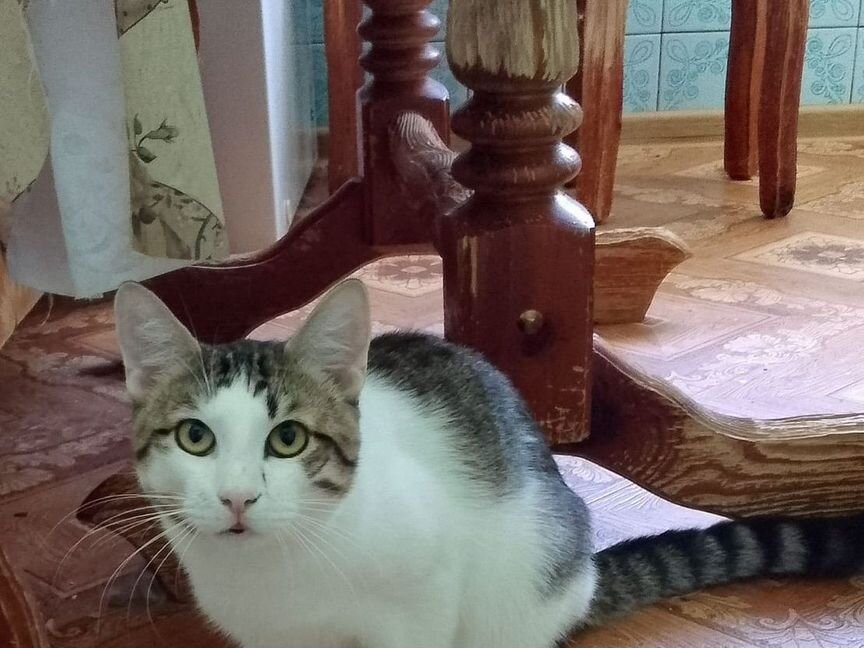 Лелик ищет дом