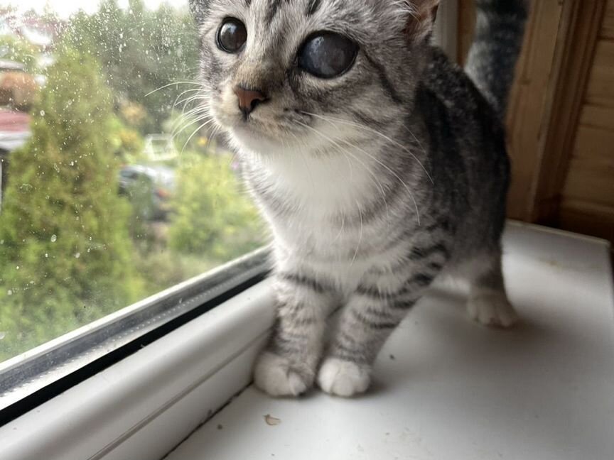 Кошка 4 мес
