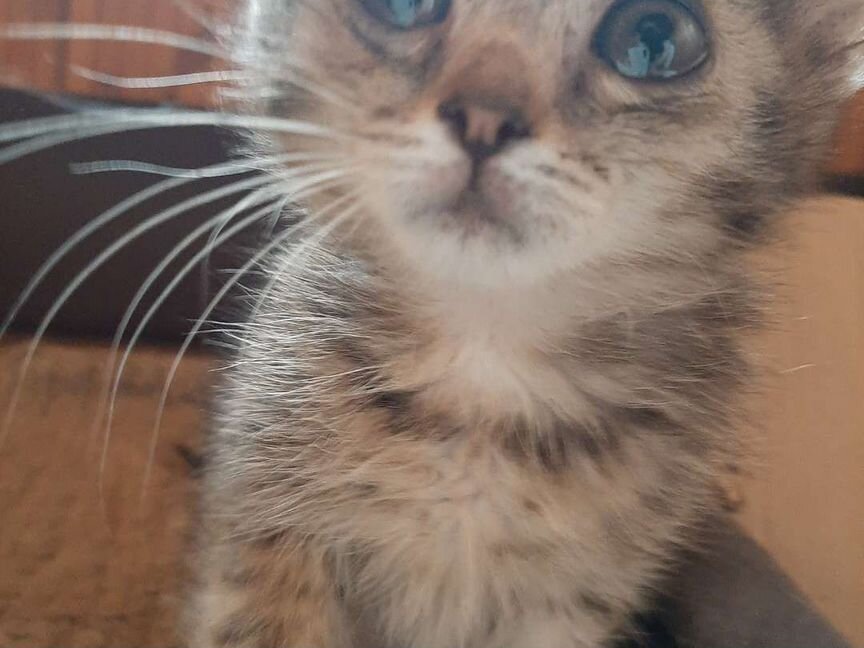 Кошка