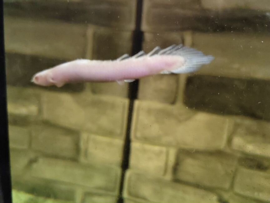 Полиптерус сенегальский альбинос