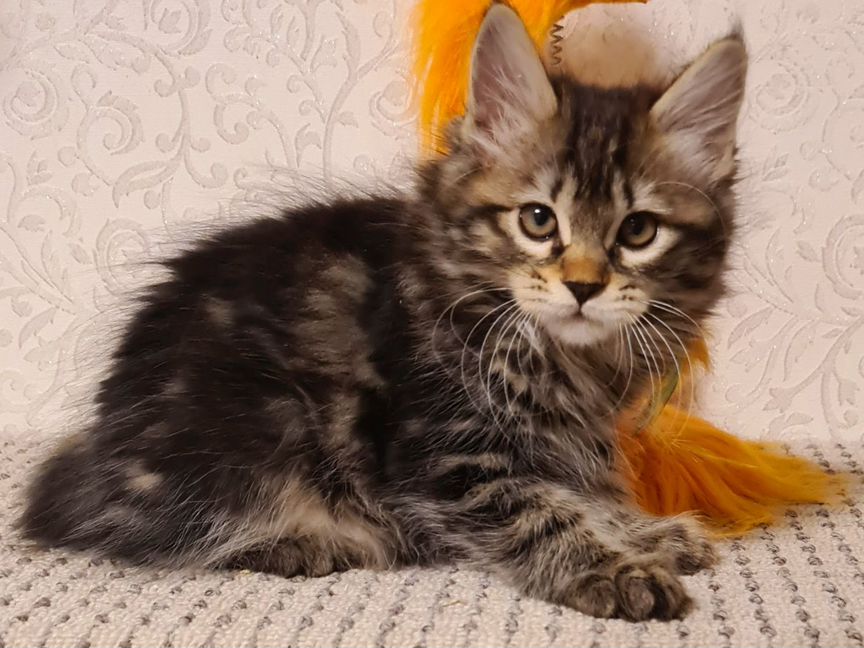 Шикарная курильская девочка