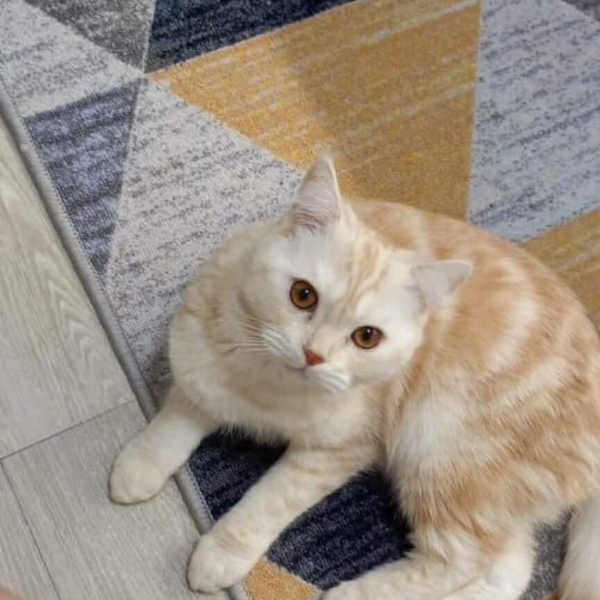 Шотландский прямоухий короткошёрстный котёнок