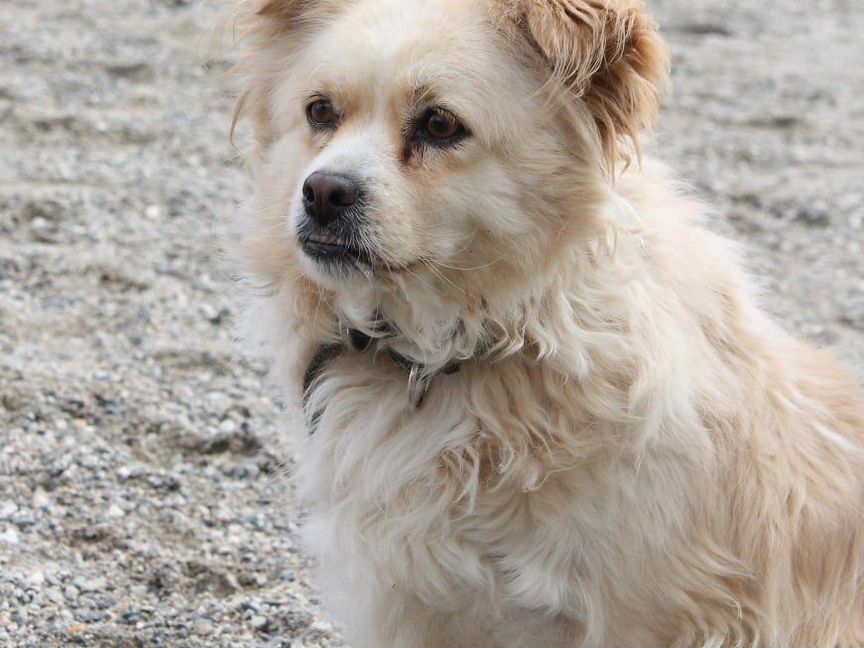 Собака в добрые руки