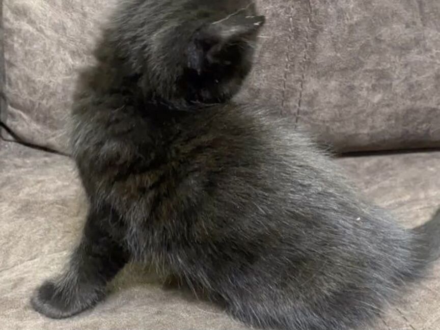 Котенок девочка папы британца