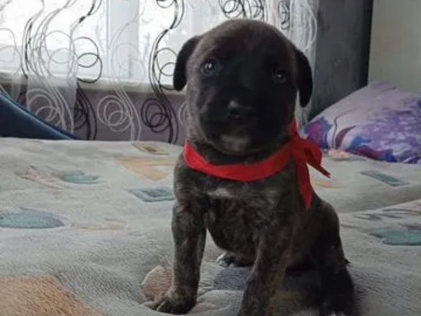 Щенок Кане Корса 2 месяца