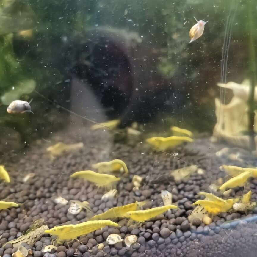 Креветки и аксессуары