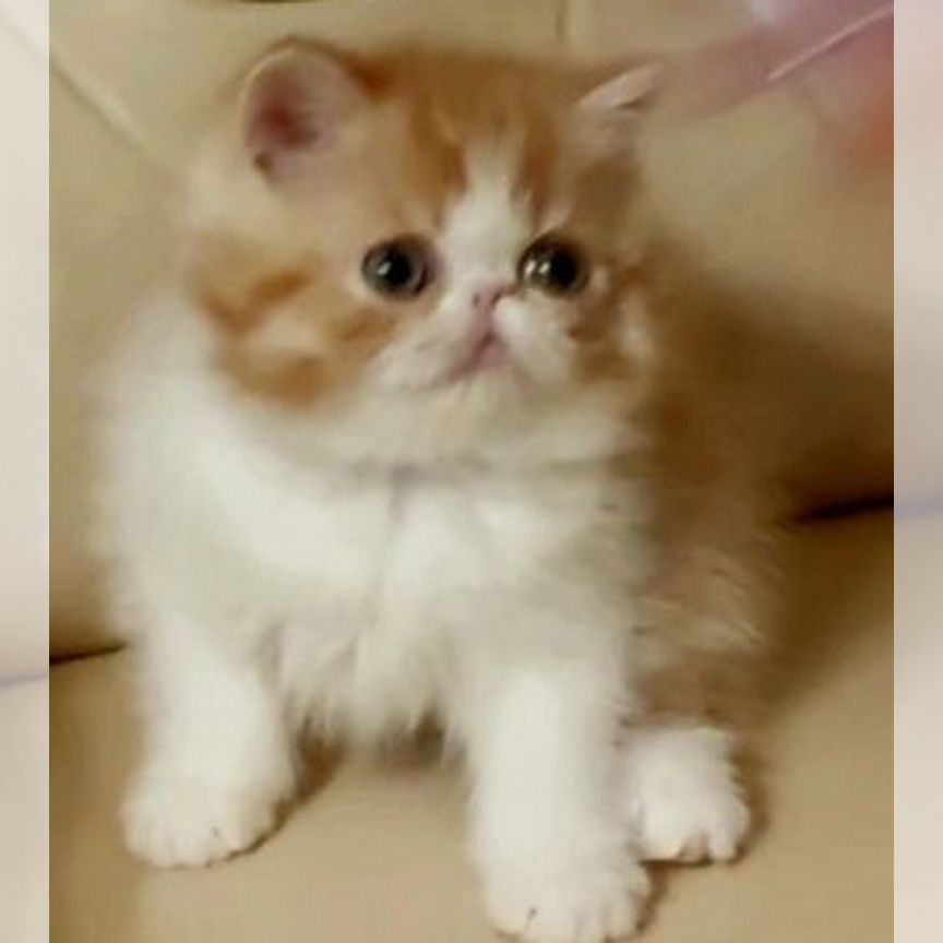 Экзотические котята