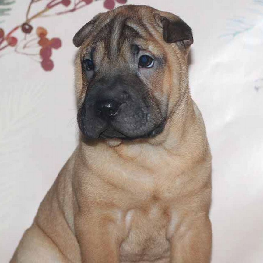 Шарпей, щенок