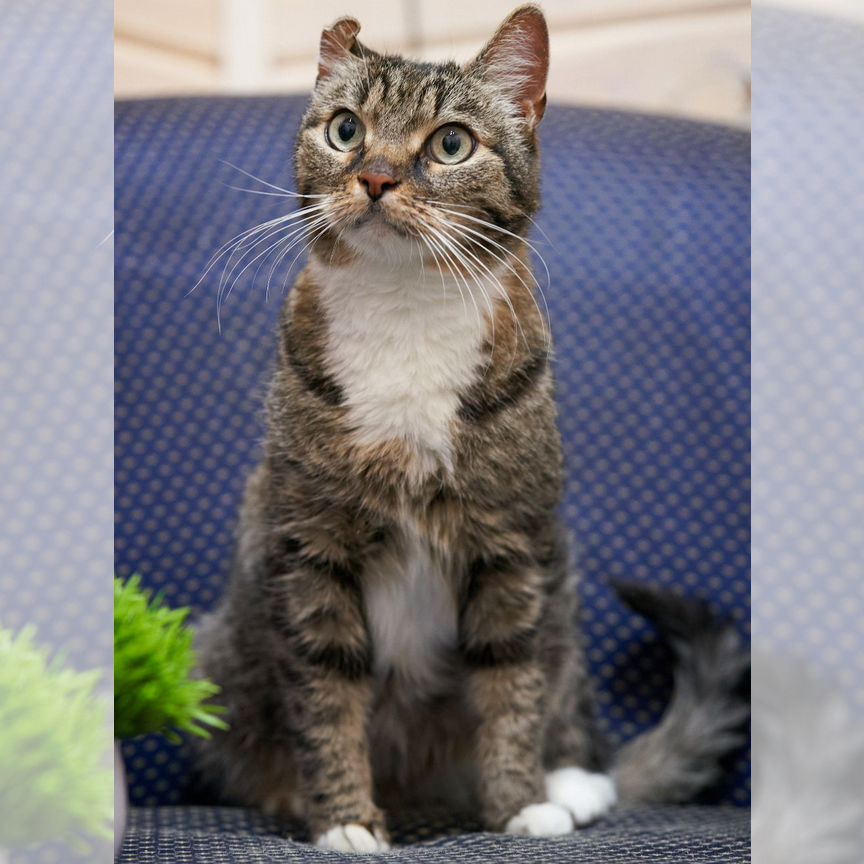 Взрослая, Девочка кошка в добрые руки