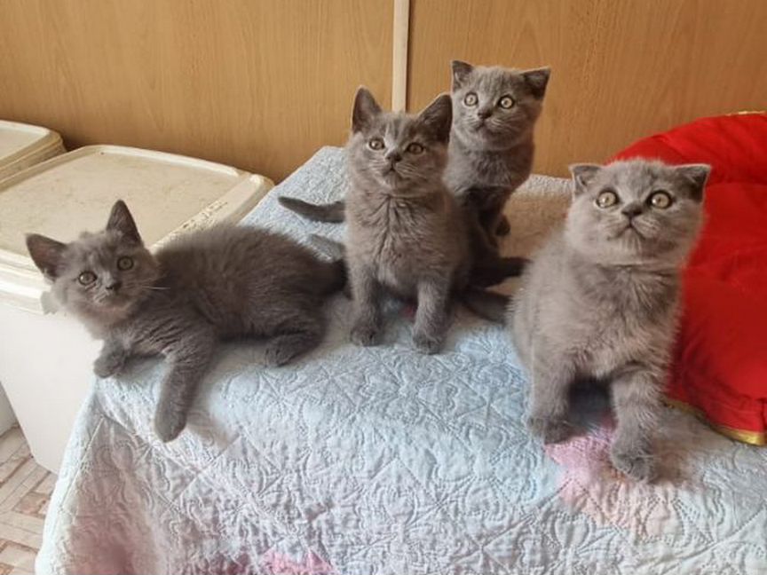 Британские котята голубые 2мес