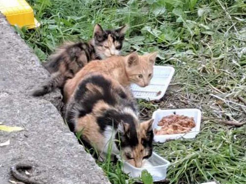 Котята на улице в добрые руки бесплатно
