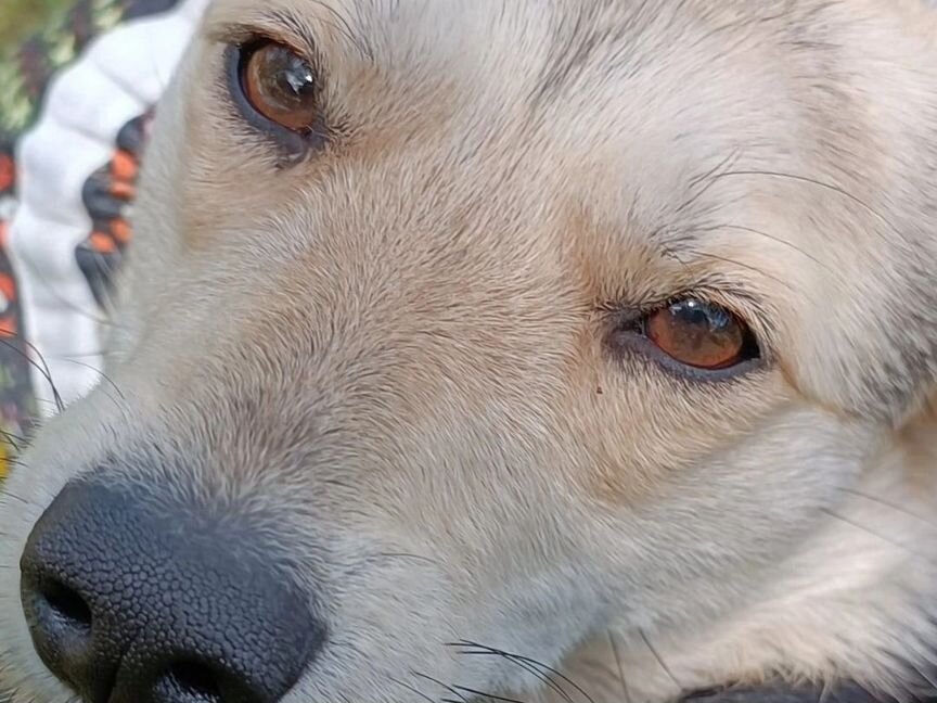 Собака в добрые руки