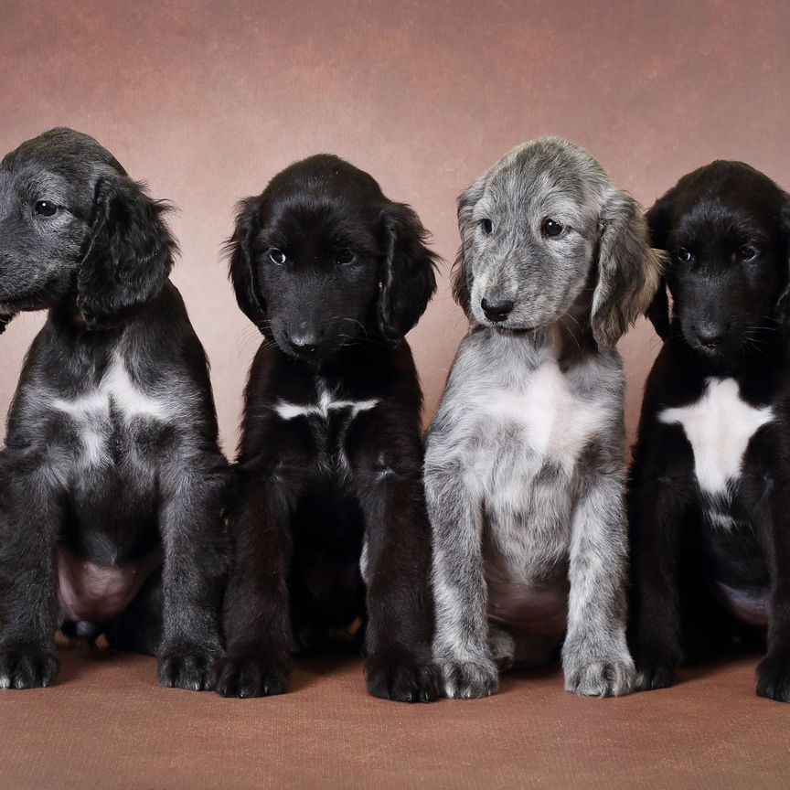 Афганская борзая