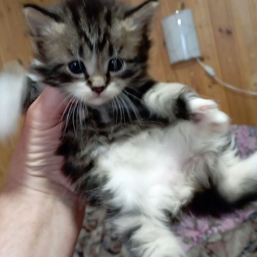Шотландский прямоухий короткошёрстный котёнок