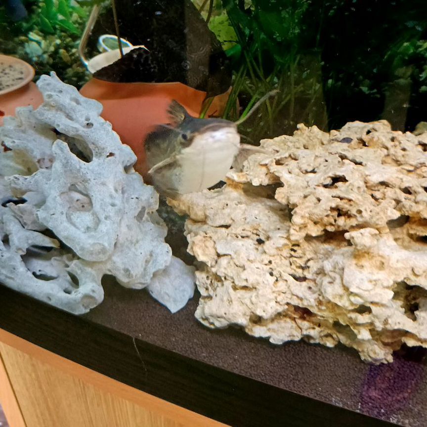 Аквариумные рыбки