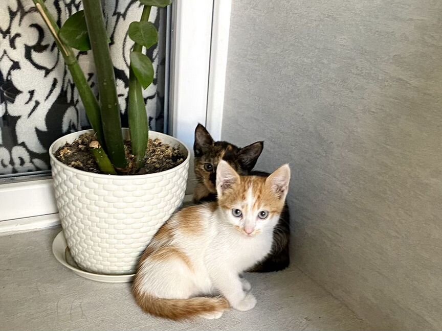 Котята в добрые руки