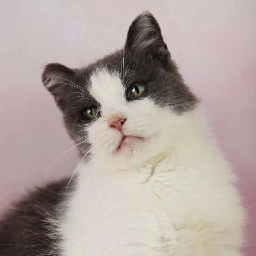 Кошка Кира,2 года,стерелизована