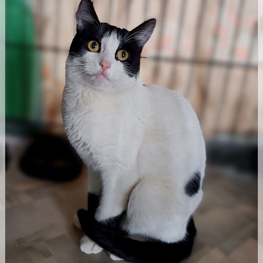 Кошечка ищет дом