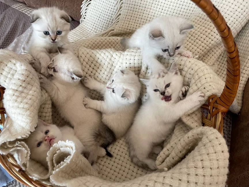Котята шотладской шиншиллы
