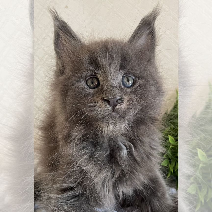 Мейн-кун котёнок