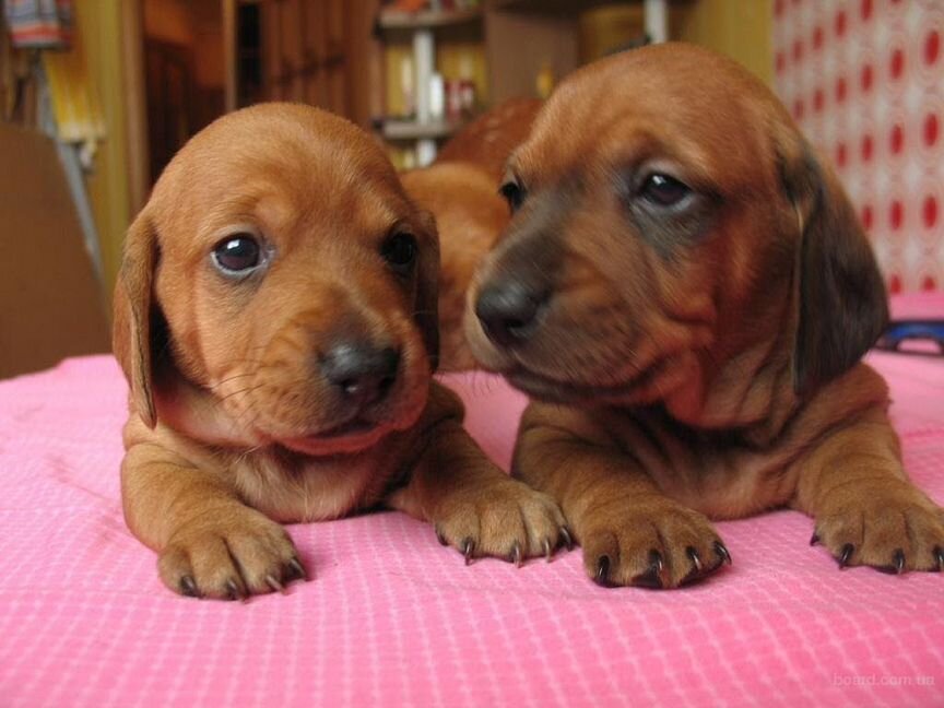 Щенки миниатюрной таксы