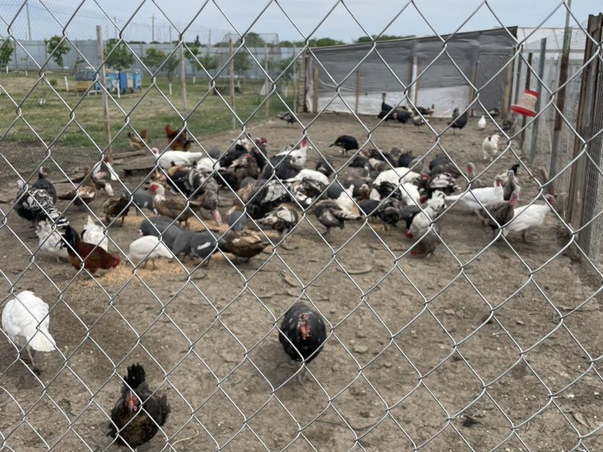 Индюки индюшки