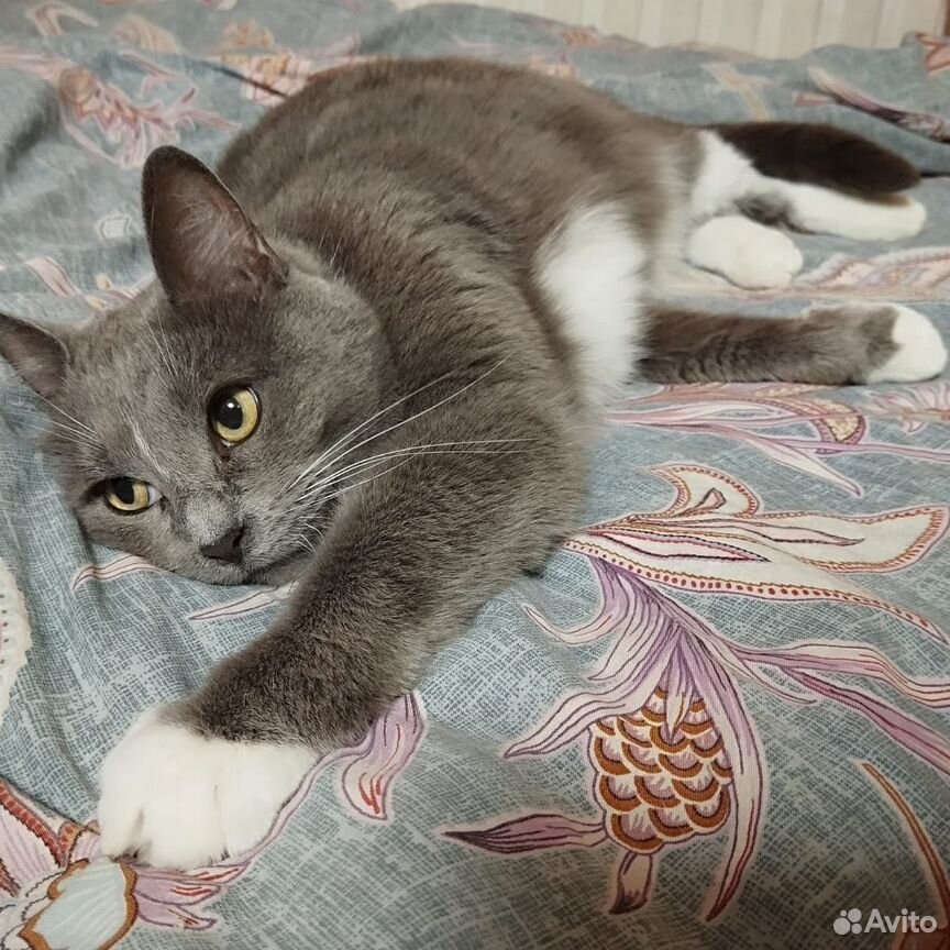 Дымчатая кошка в добрые руки