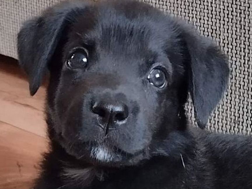 Щенок в добрые руки бесплатно