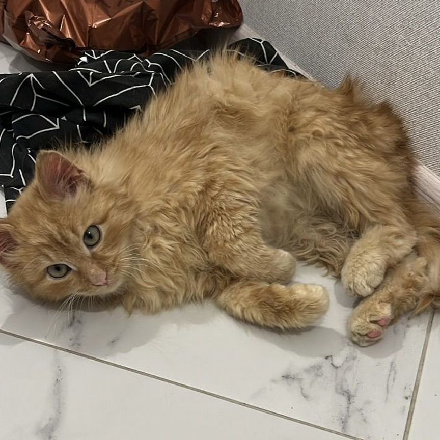 Котята в добрые руки бесплатно