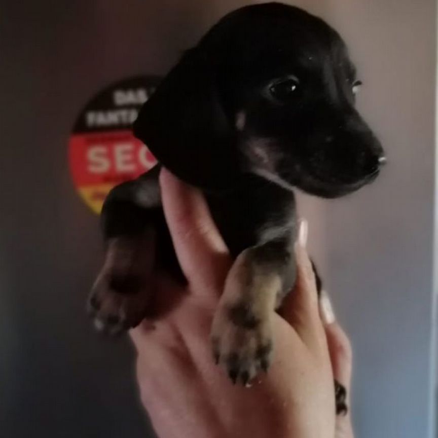 Таксы и другие породы