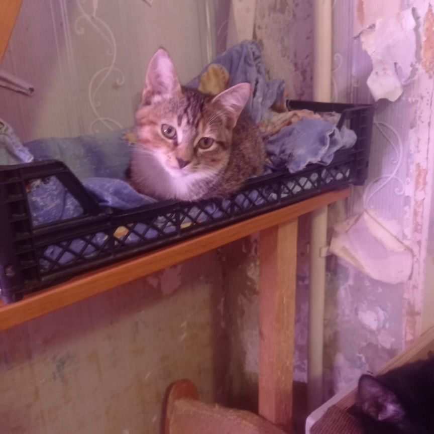 Котенок трехцветка девочка в добрые руки