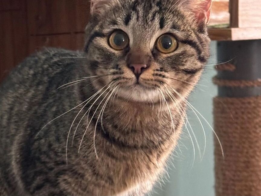 Котенок в добрые руки