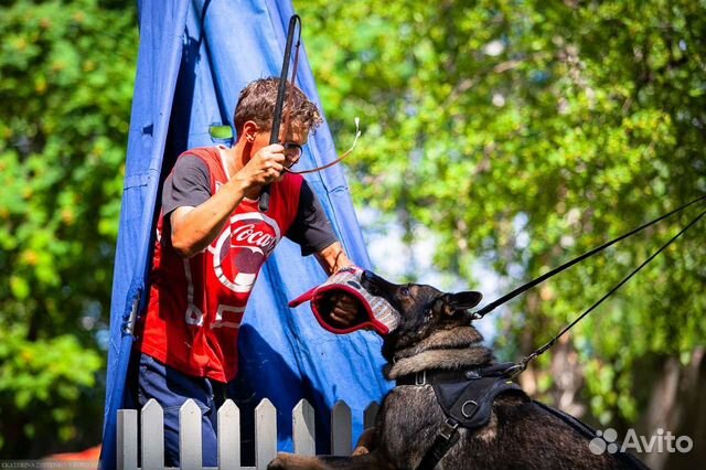 Щенки немецкой овчарки рабочие