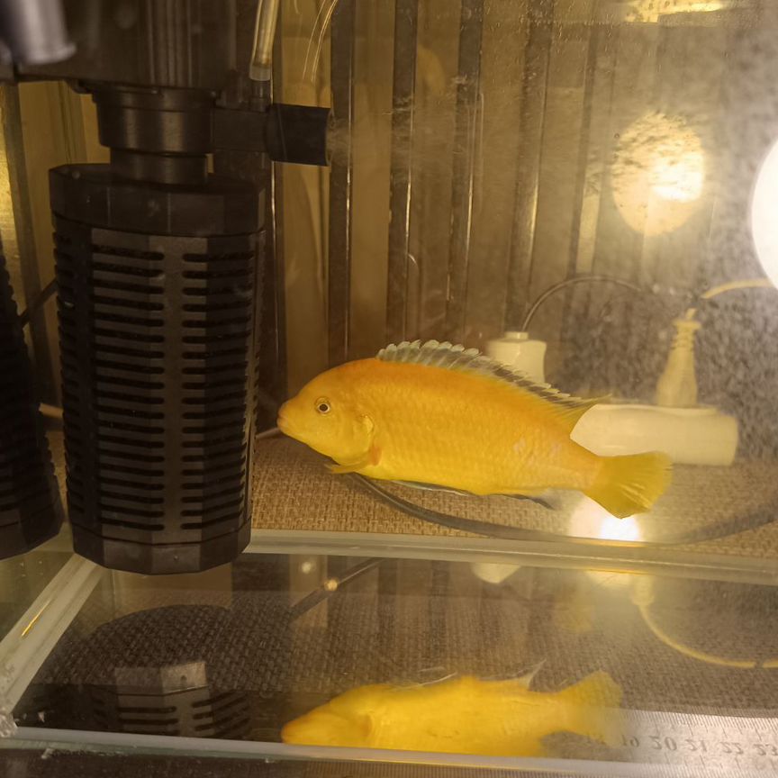 Малавийская цихлида взрослый самец