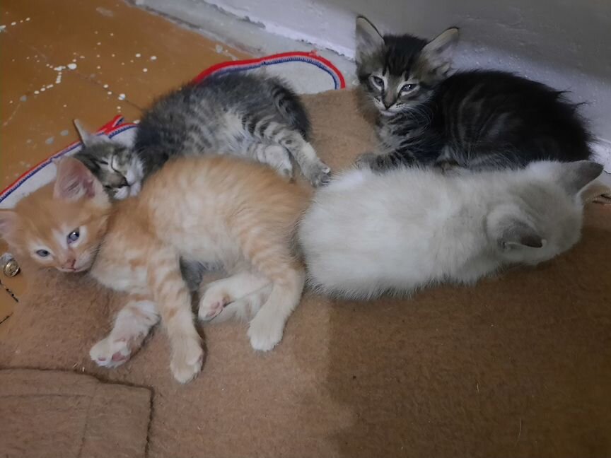 Отдам в добрые руки котят