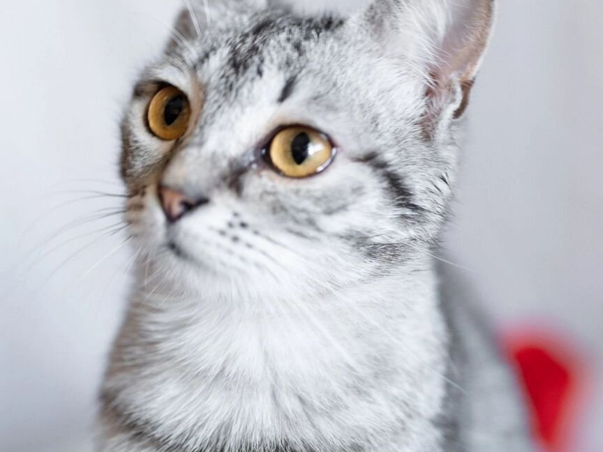 Заведите себе друга, котёнка