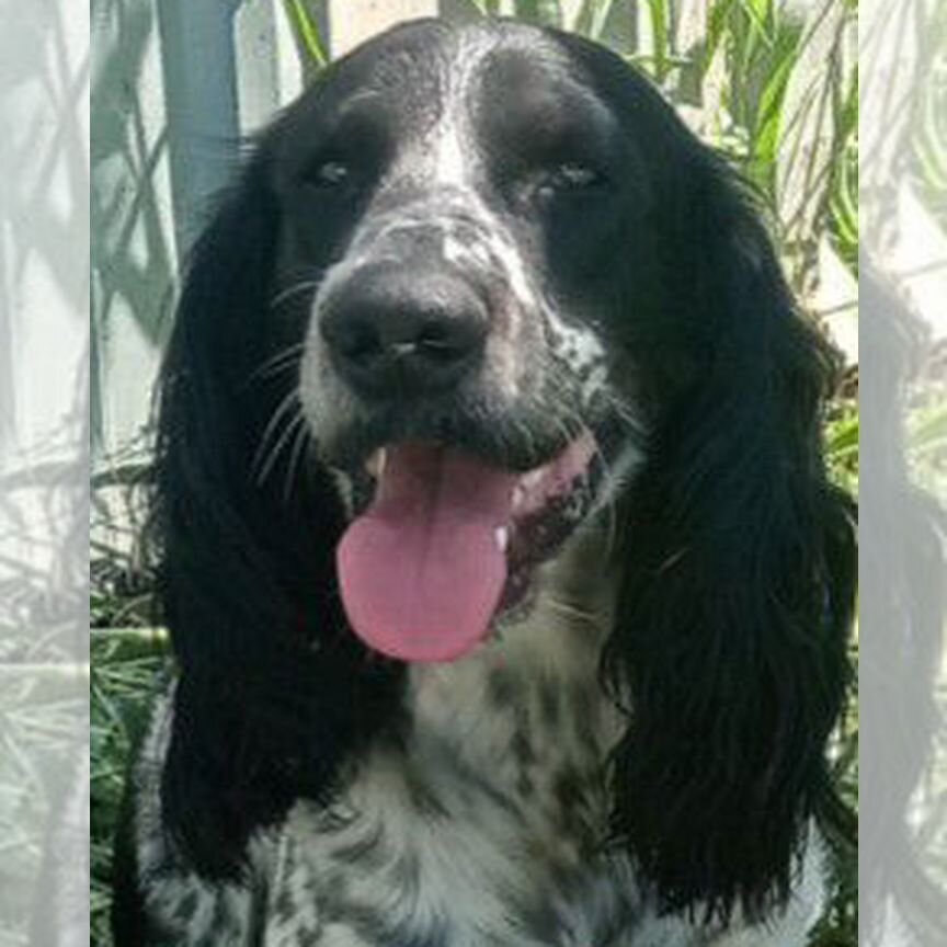 Русский охотничий спаниель, взрослый пёс