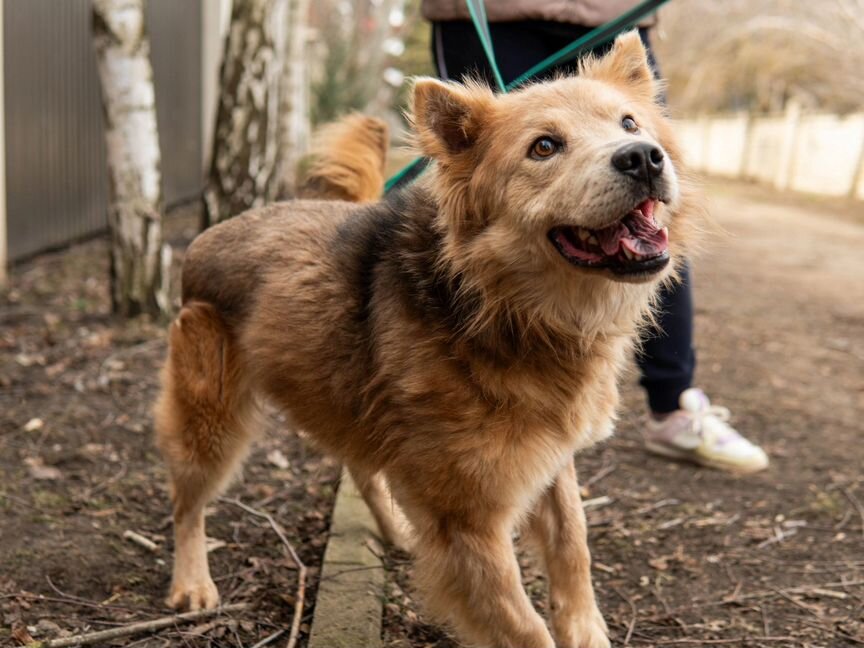 Красавец Янтарь в добрые руки