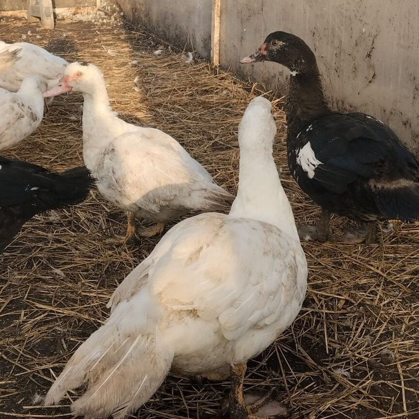 Продам индоуток