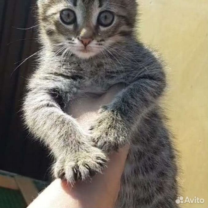 Кошка 2,5 мес