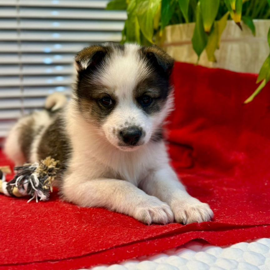 Чудесный щенок бесплатно