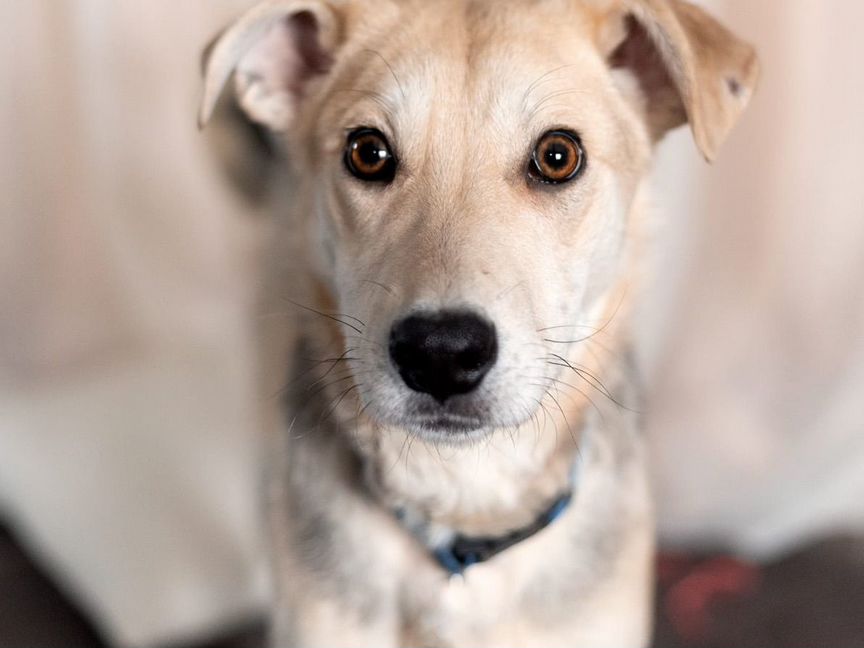 Маленькая собака в добрые руки бесплатно