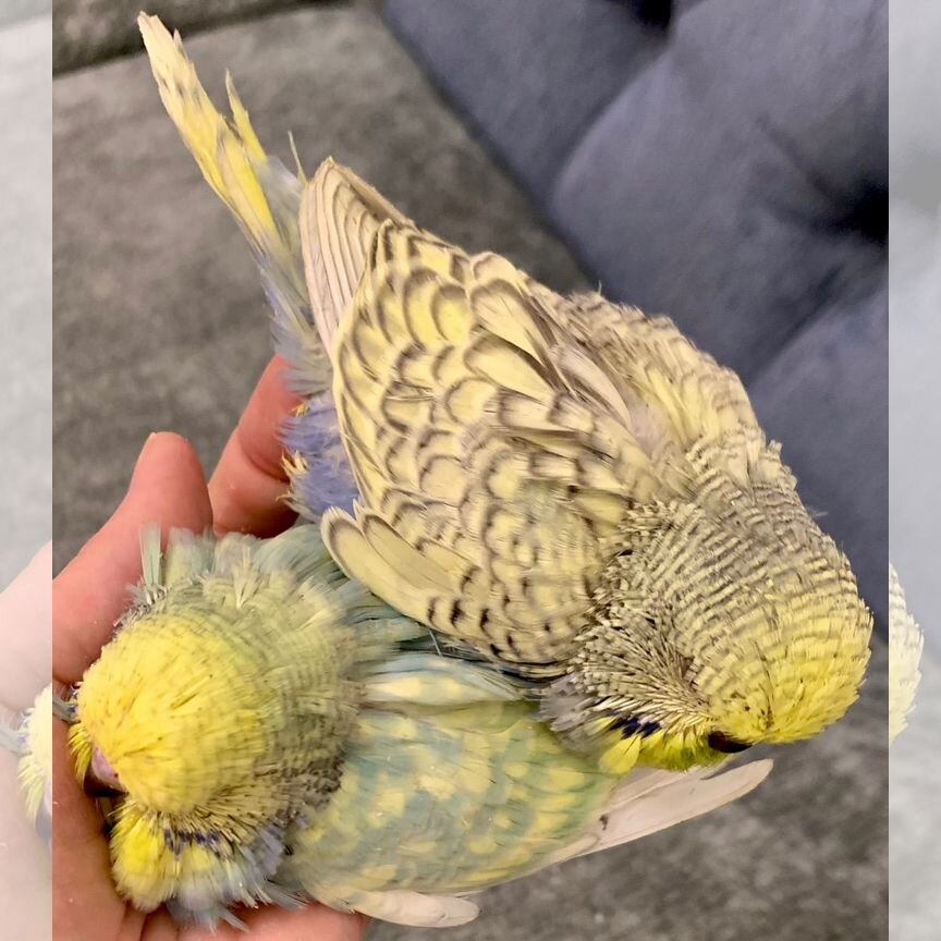 Выставочный волнистый попугай Чех